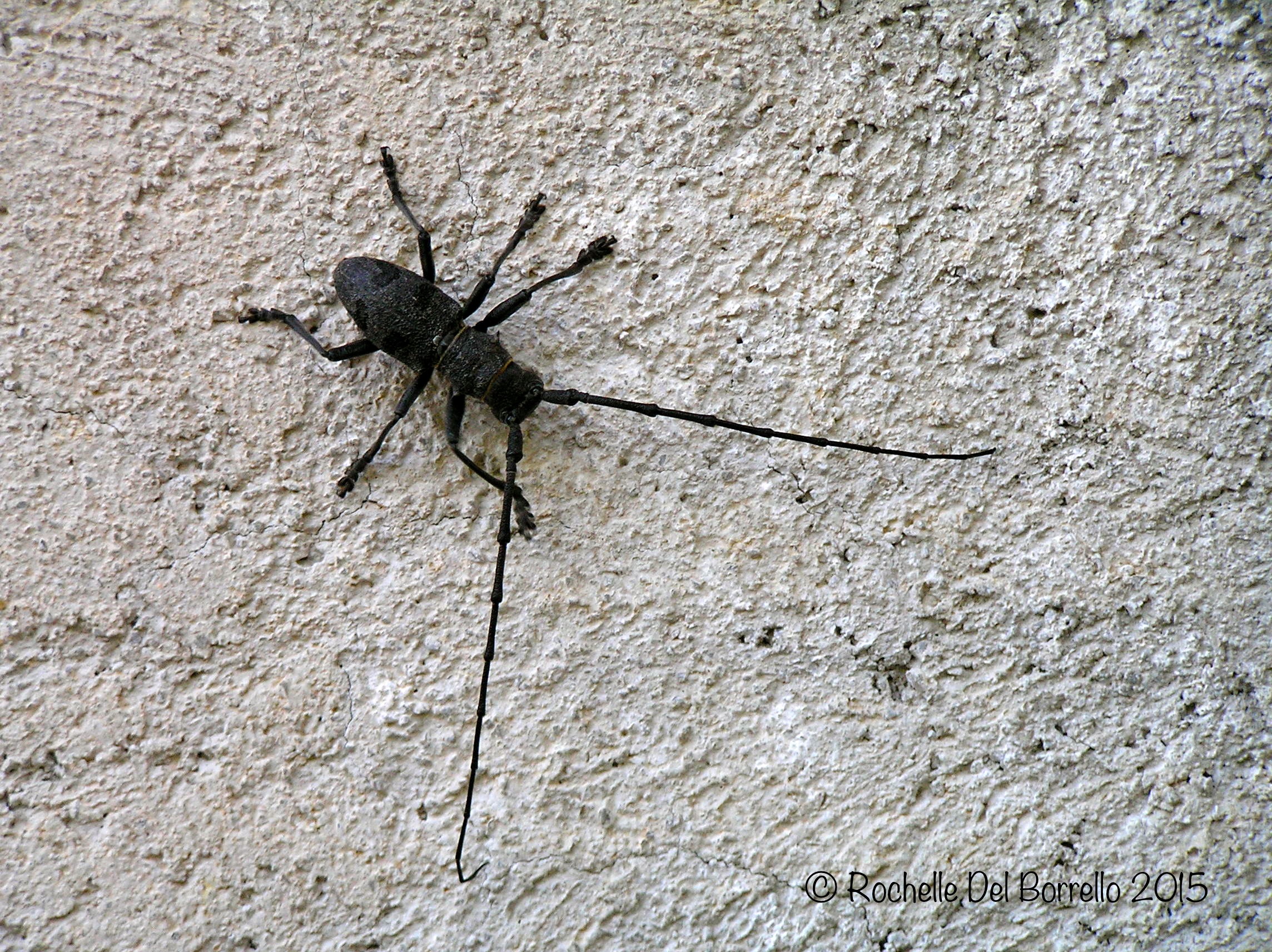 Sicilian Impressions: Insects – Sicily Inside & Out